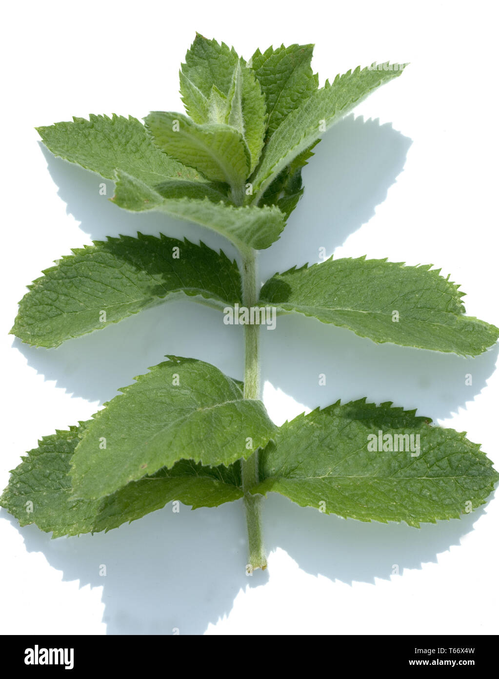 apple mint, Mentha suaveolens Stock Photo - Alamy