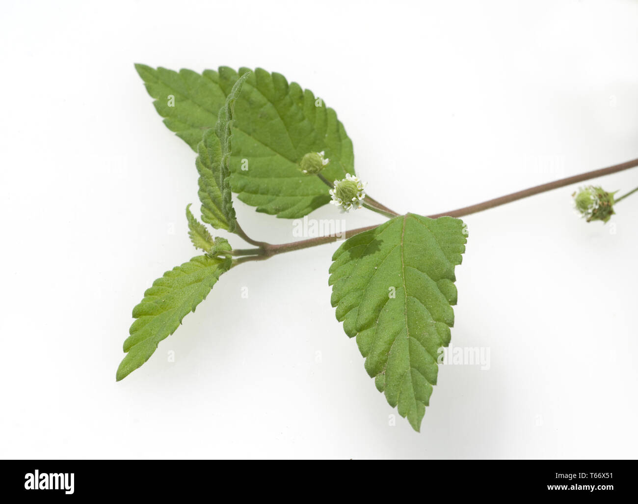 Aztec sweet herb, bushy lippia, Lippia dulcis, honeyherb [Lippia dulcis ...