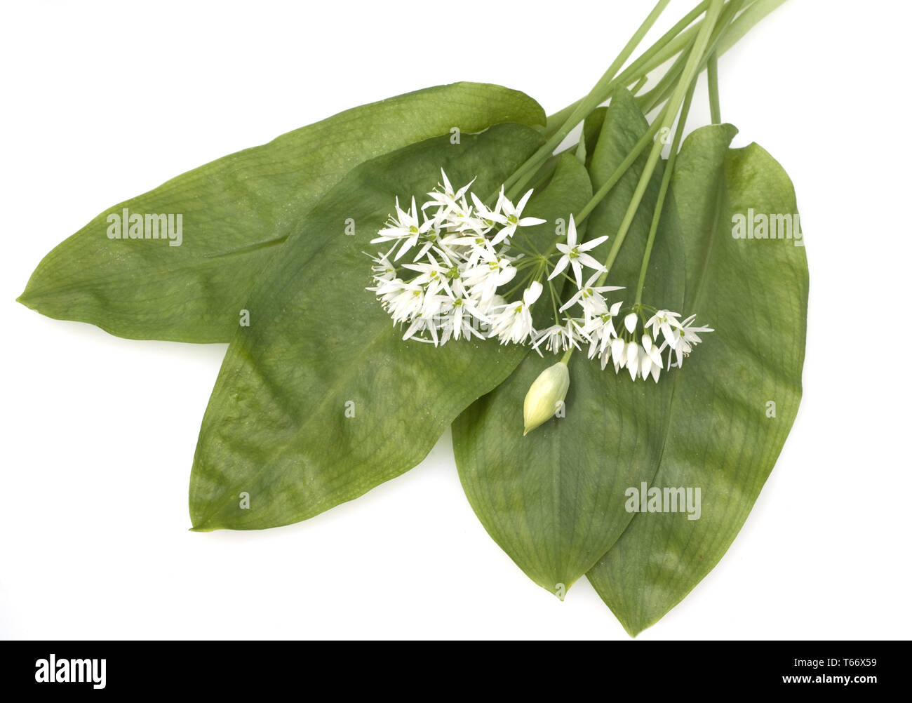 ramson, Allium ursinum Stock Photo - Alamy