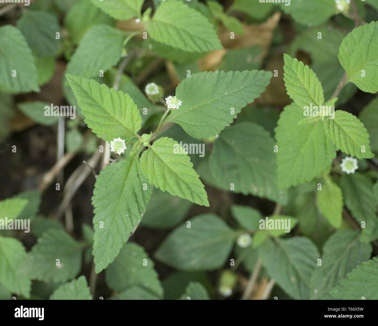 Aztec sweet herb, bushy lippia, Lippia dulcis, honeyherb [Lippia dulcis ...