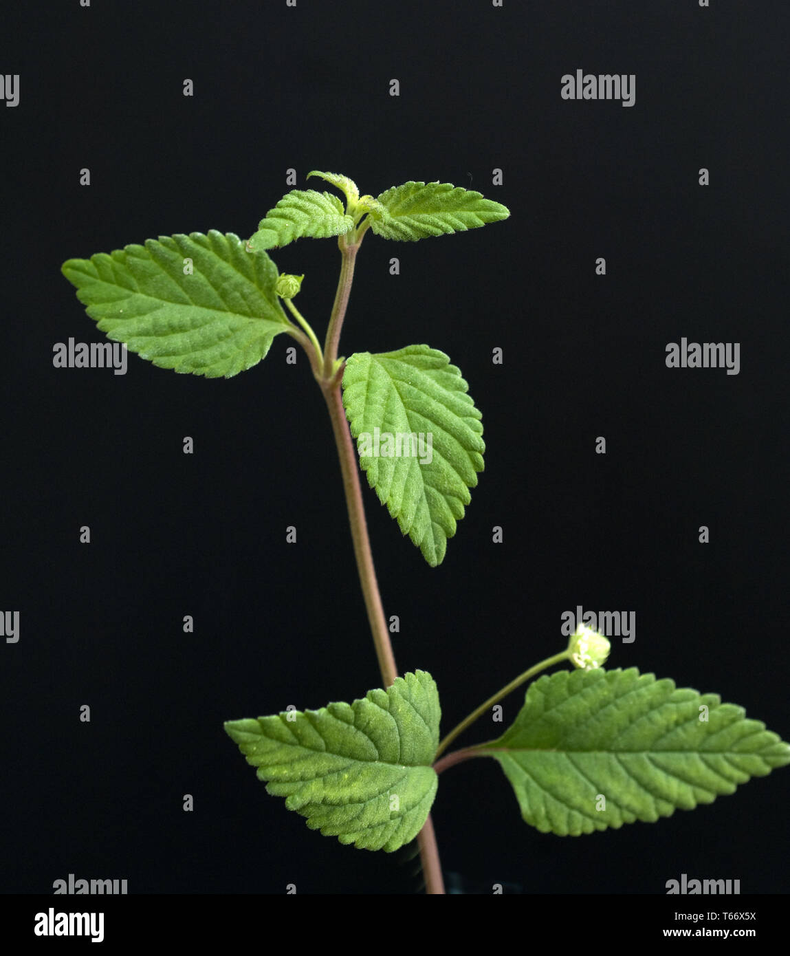 Aztec sweet herb, bushy lippia, Lippia dulcis, honeyherb [Lippia dulcis ...