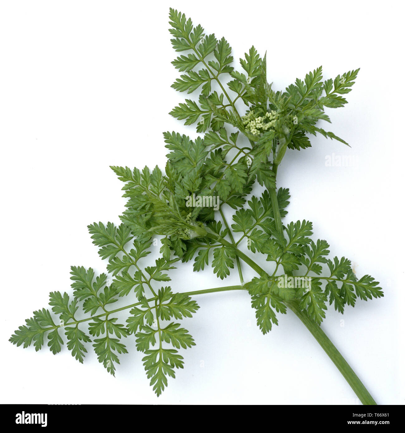 anise [Pimpinella anisum] Stock Photo - Alamy