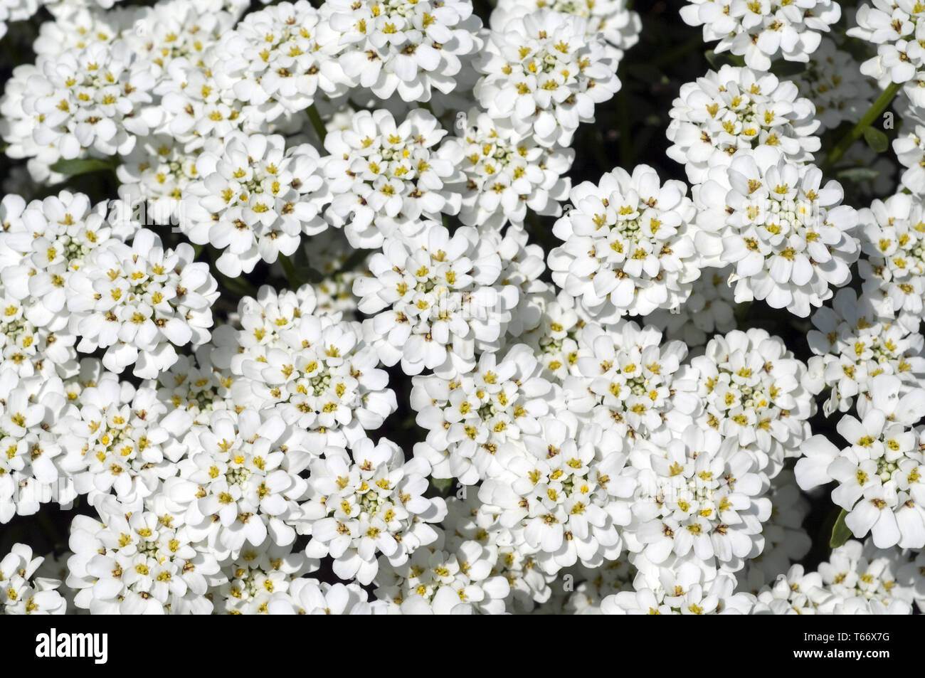 Wild candytuft hi-res stock photography and images - Alamy