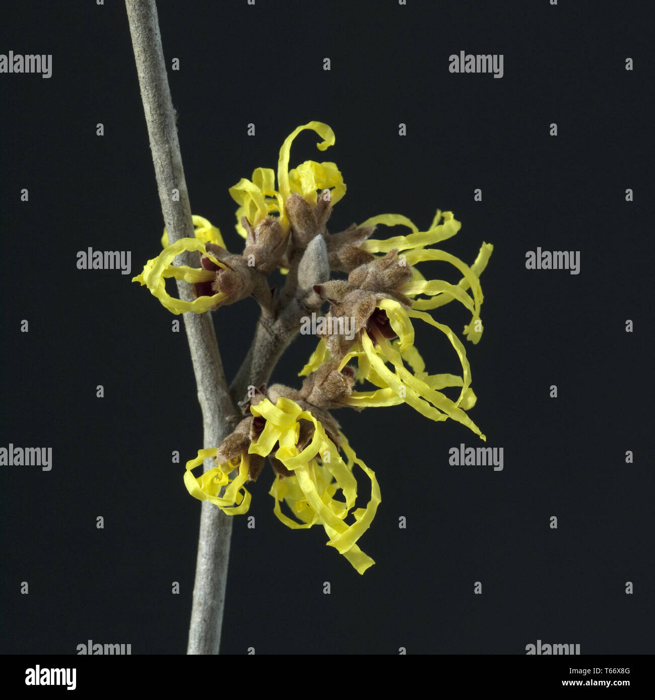 Witch Hazel Seeds High Resolution Stock Photography and Images - Alamy