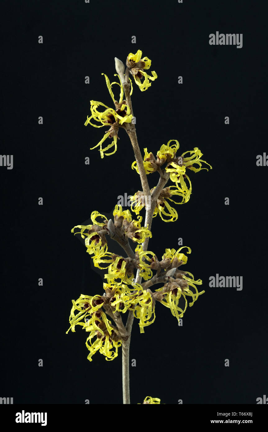 Witch hazel seeds hi-res stock photography and images - Alamy