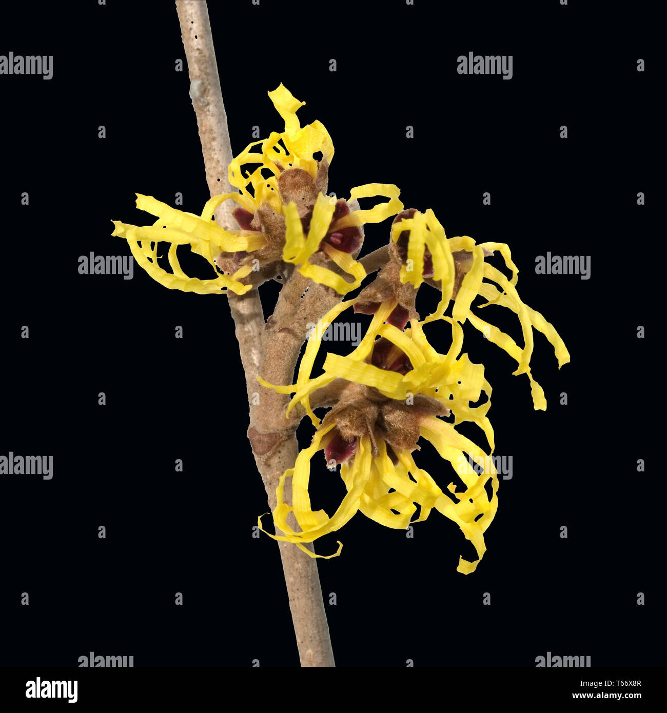 Witch hazel seeds hi-res stock photography and images - Alamy