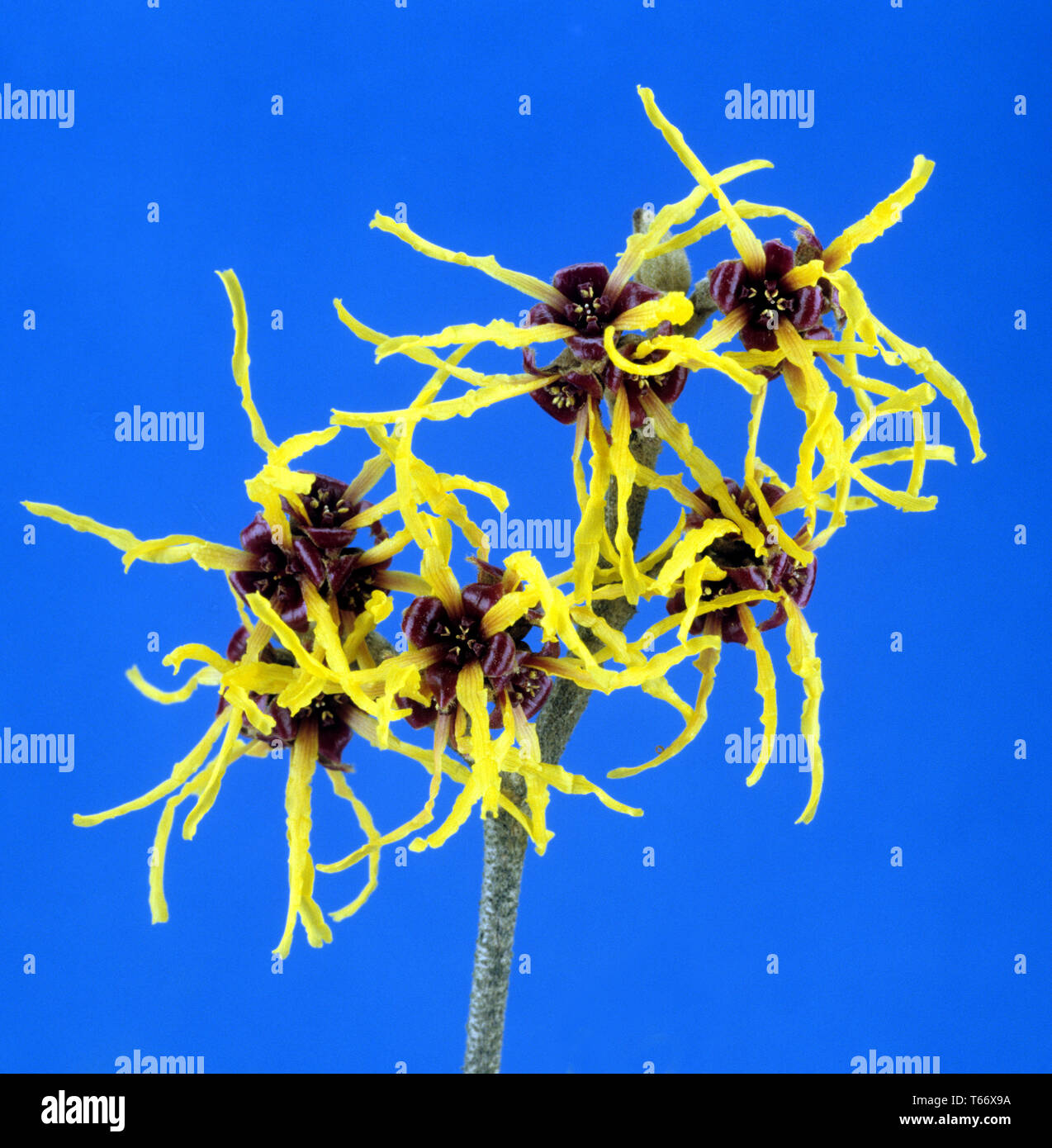 Witch hazel seeds hi-res stock photography and images - Alamy