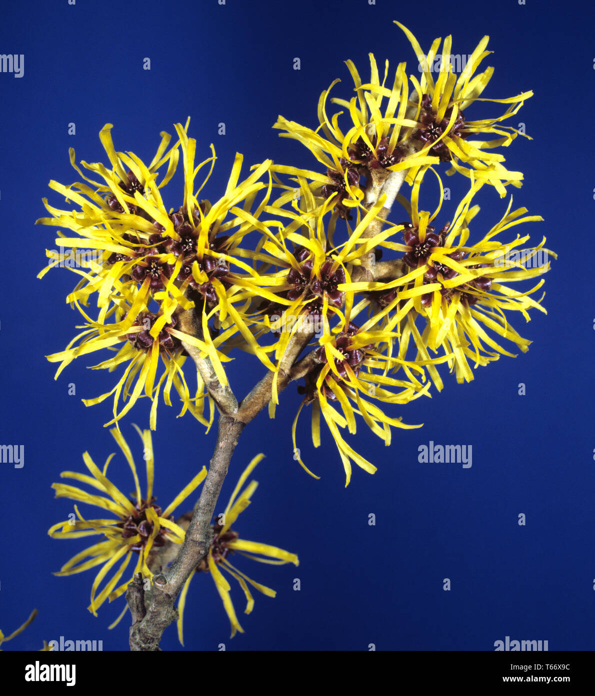 european witch hazel Stock Photo - Alamy