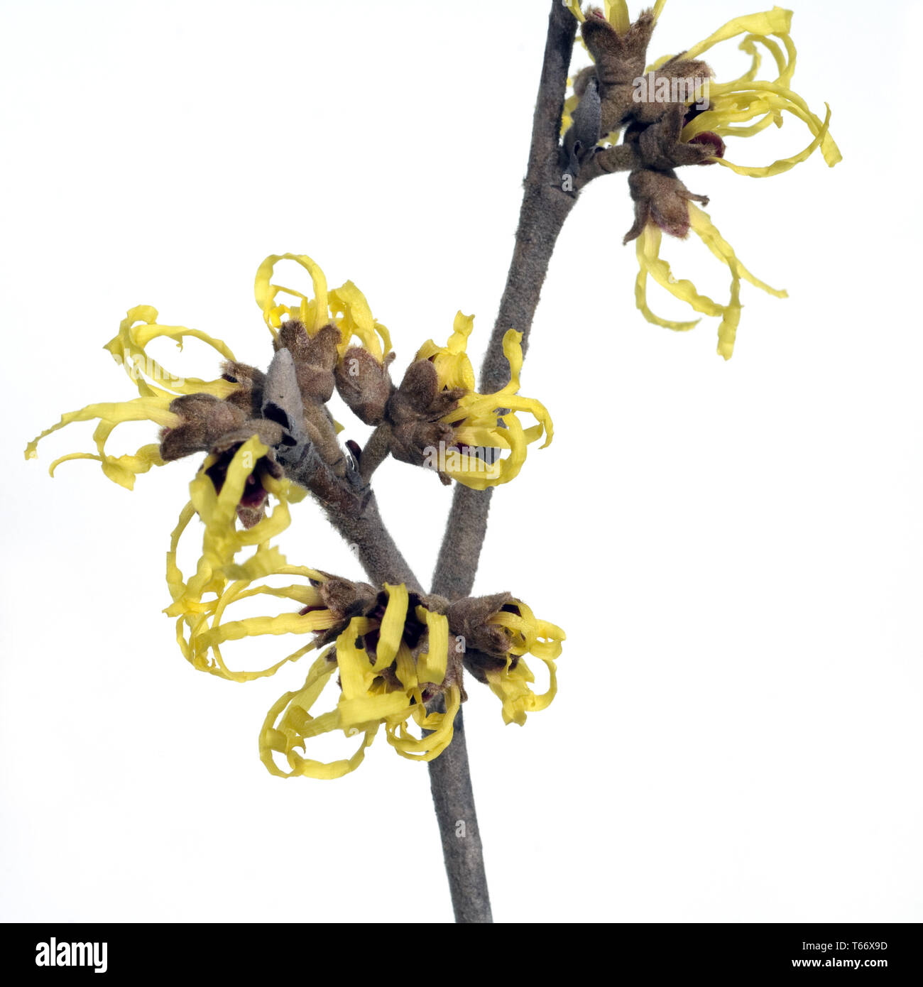 Hazel seeds witch hi-res stock photography and images - Alamy