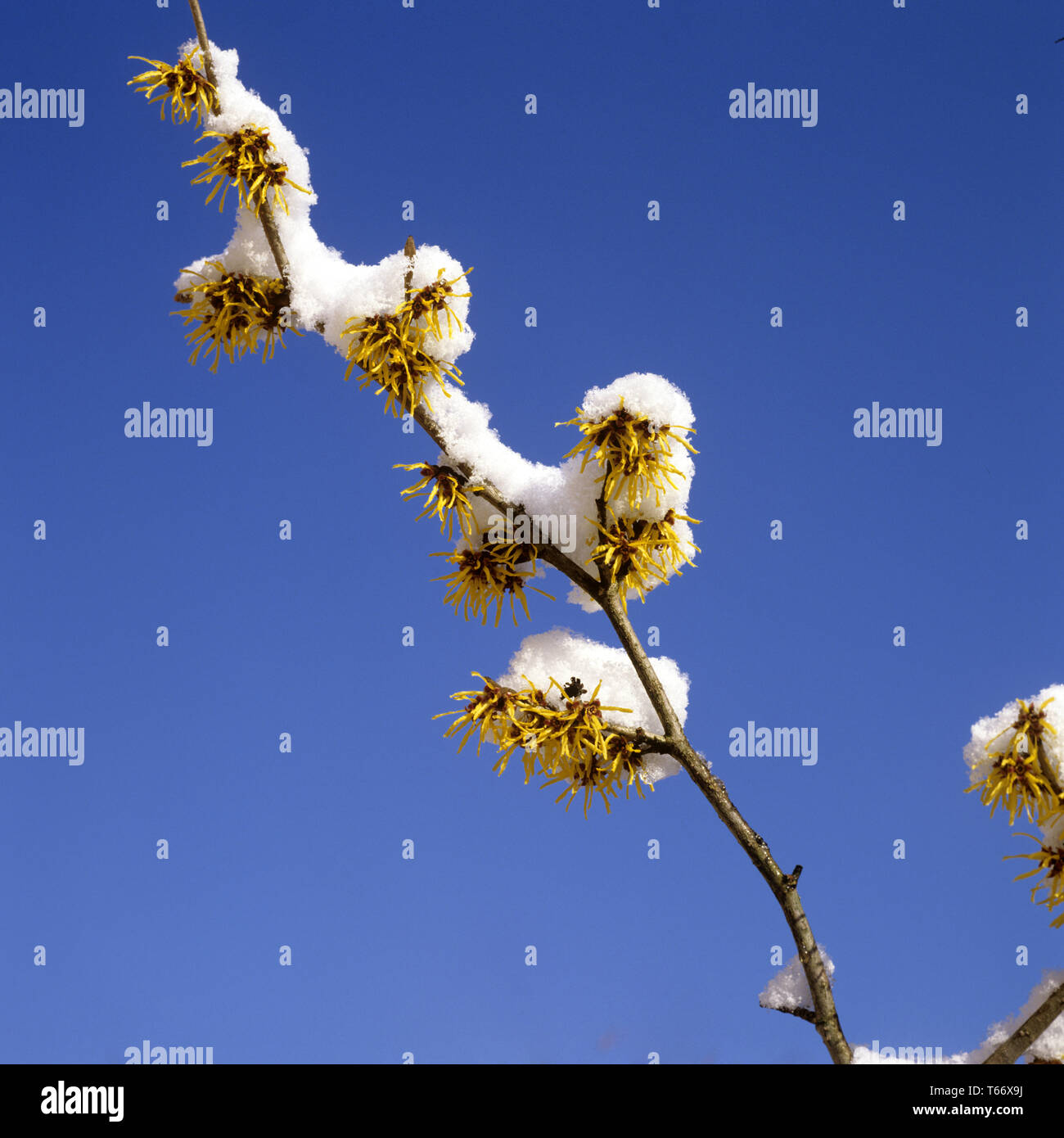 Hazel seeds witch hi-res stock photography and images - Alamy