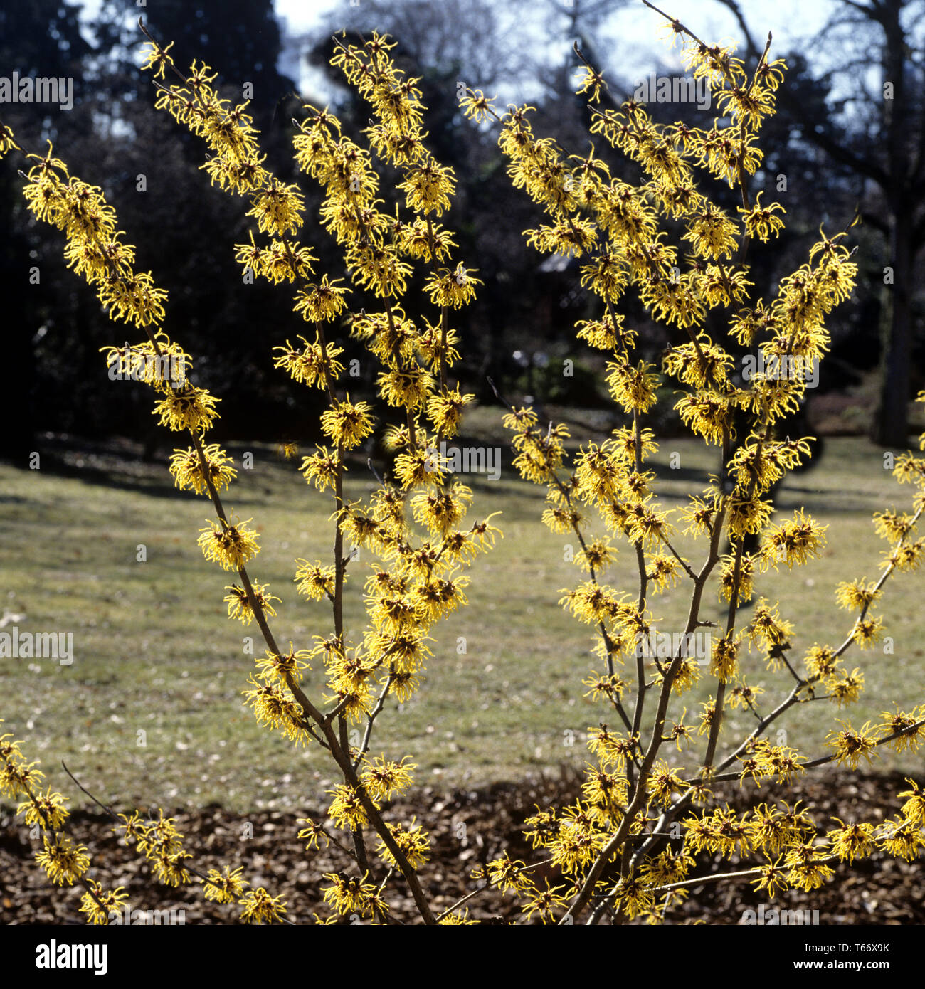 european witch hazel Stock Photo - Alamy