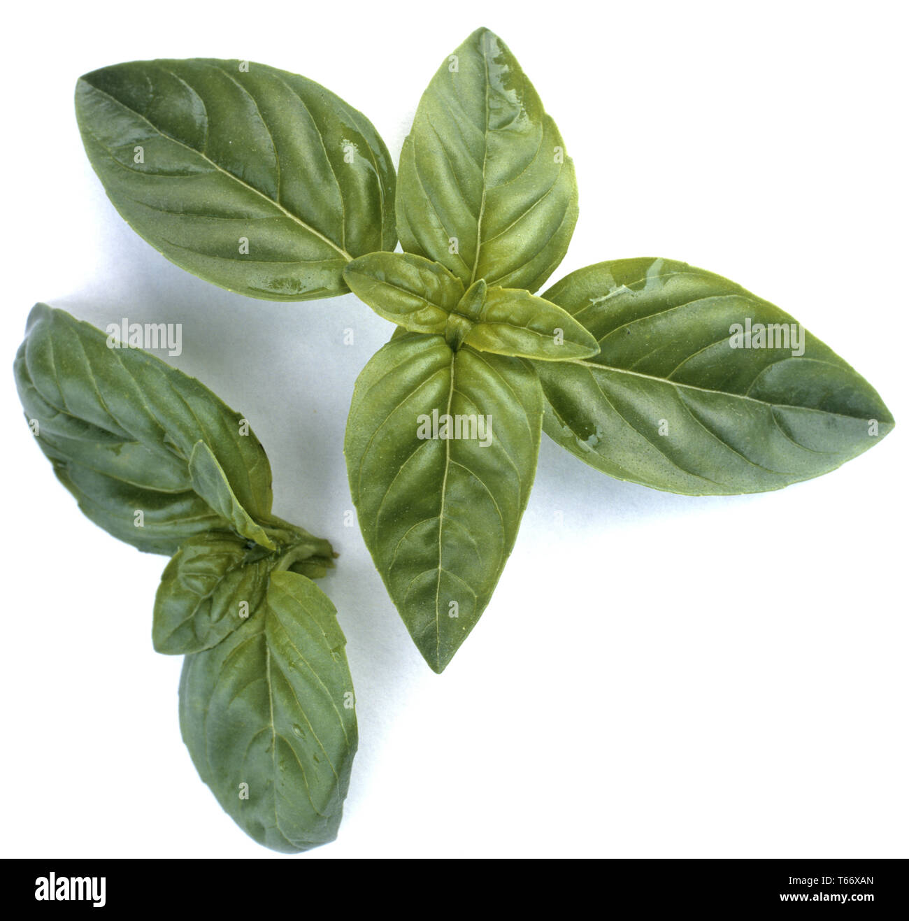 basil [Ocimum basilicum] Stock Photo - Alamy