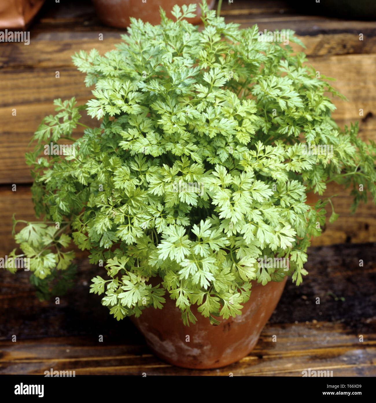 Chervil hi-res stock photography and images - Alamy