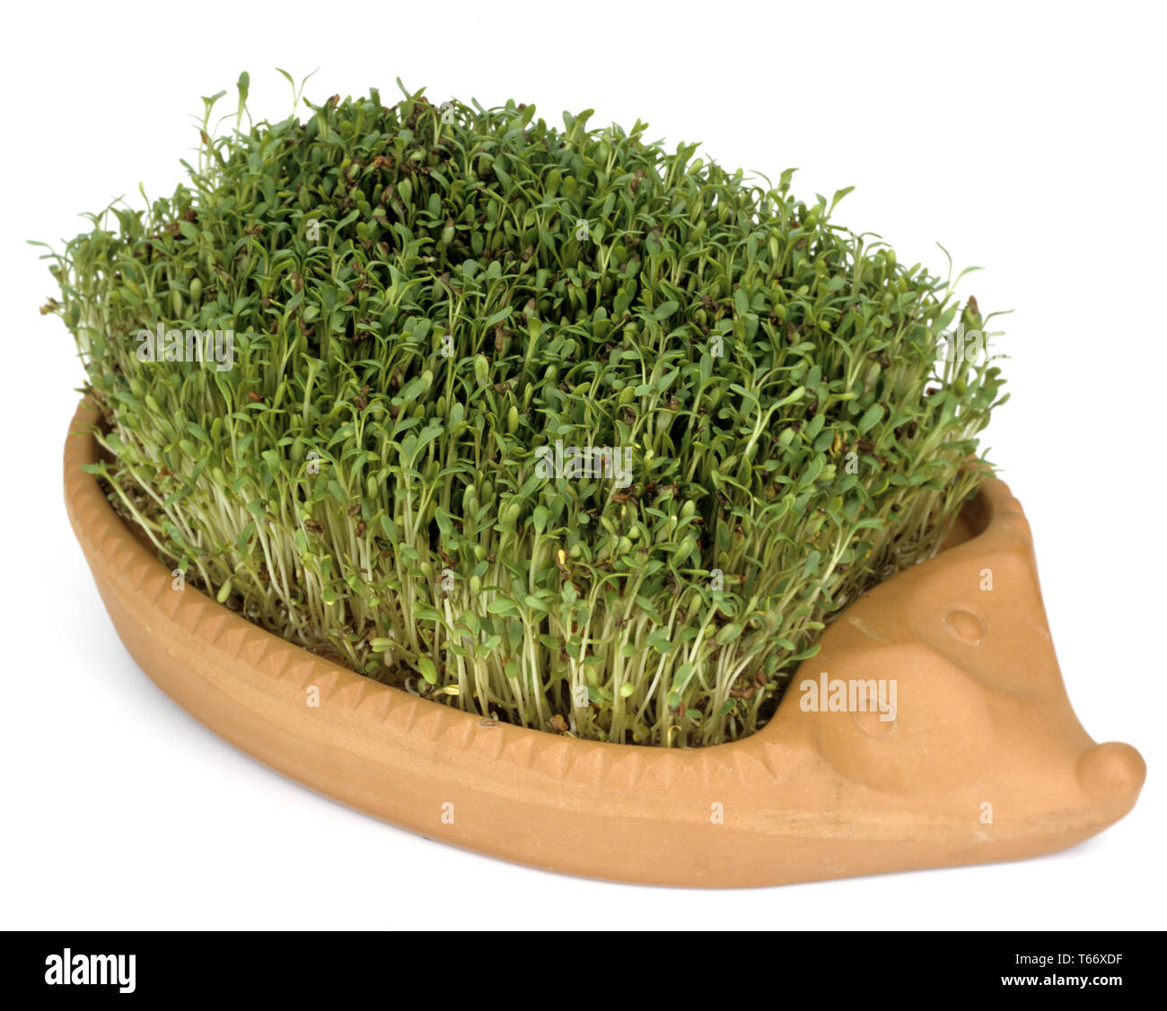 pepperwort or garden cress, Lepidium sativum Stock Photo - Alamy
