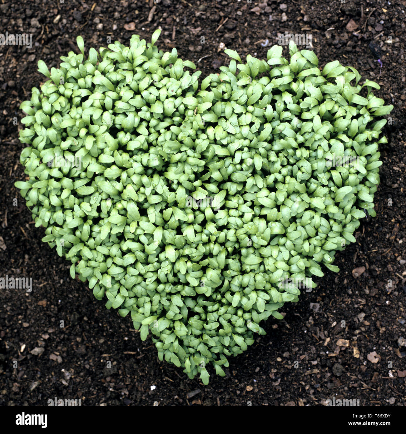 pepperwort or garden cress, Lepidium sativum Stock Photo - Alamy