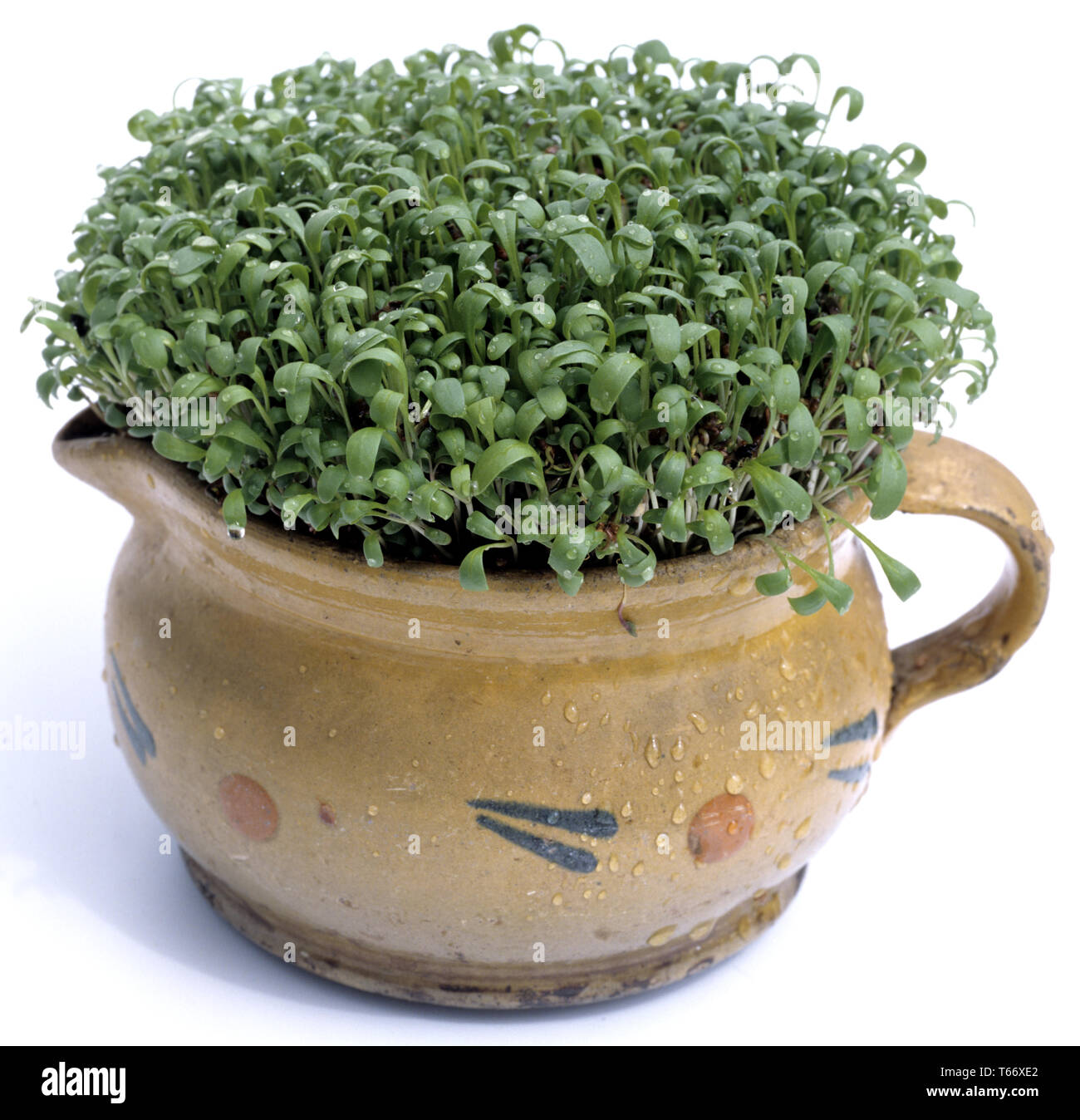 pepperwort or garden cress, Lepidium sativum Stock Photo - Alamy