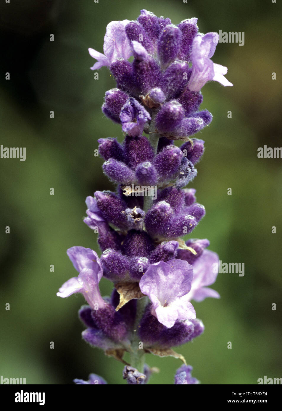 Lavender plant, Lavandula angustifolia Stock Photo - Alamy