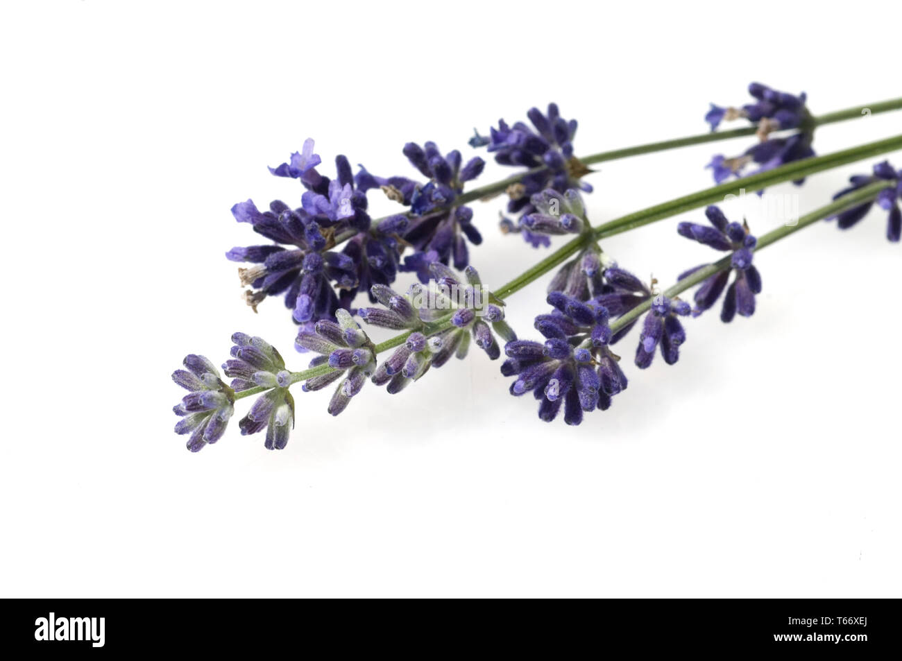 Lavender plant, Lavandula angustifolia Stock Photo - Alamy