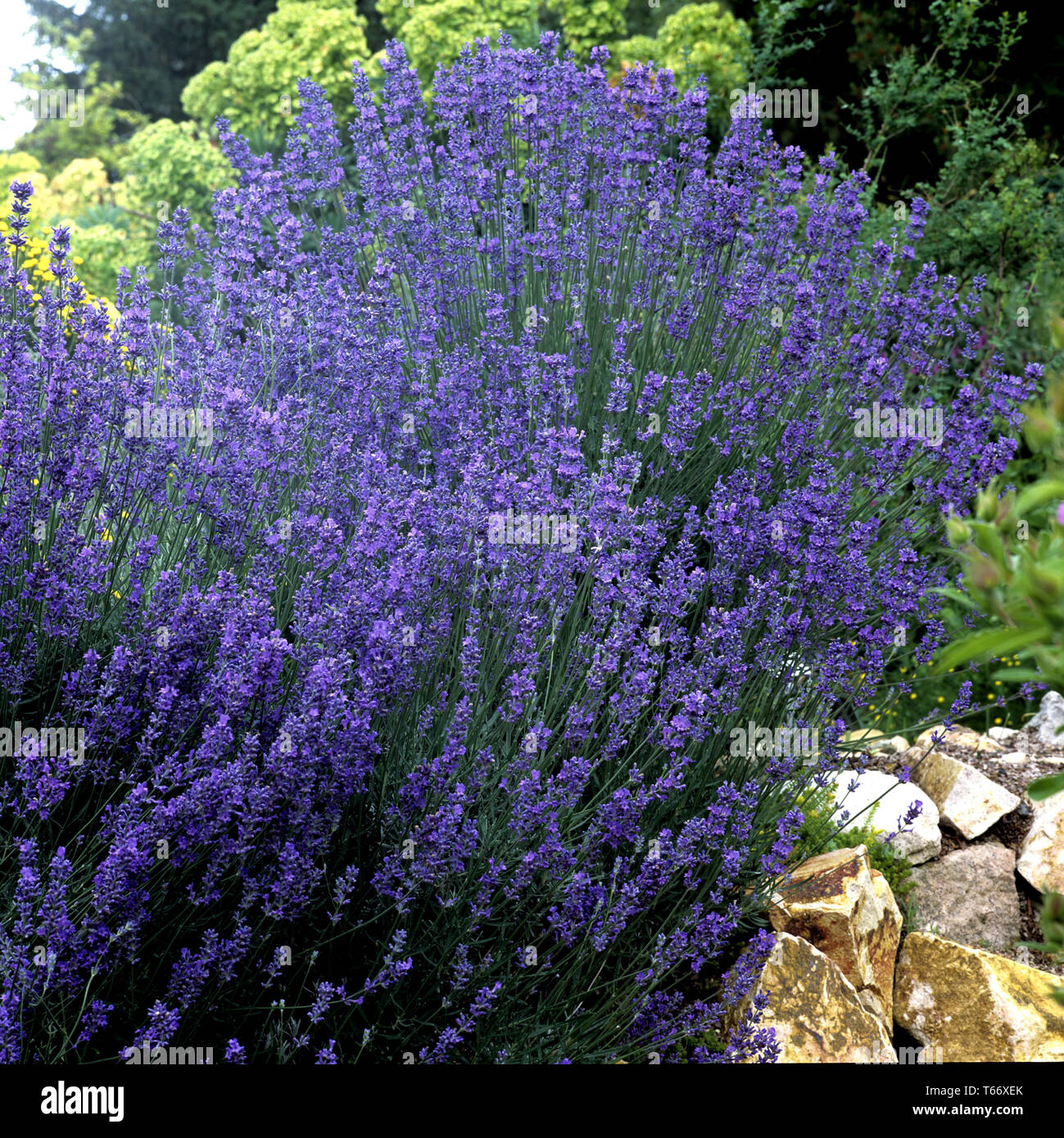Lavender plant, Lavandula angustifolia Stock Photo - Alamy