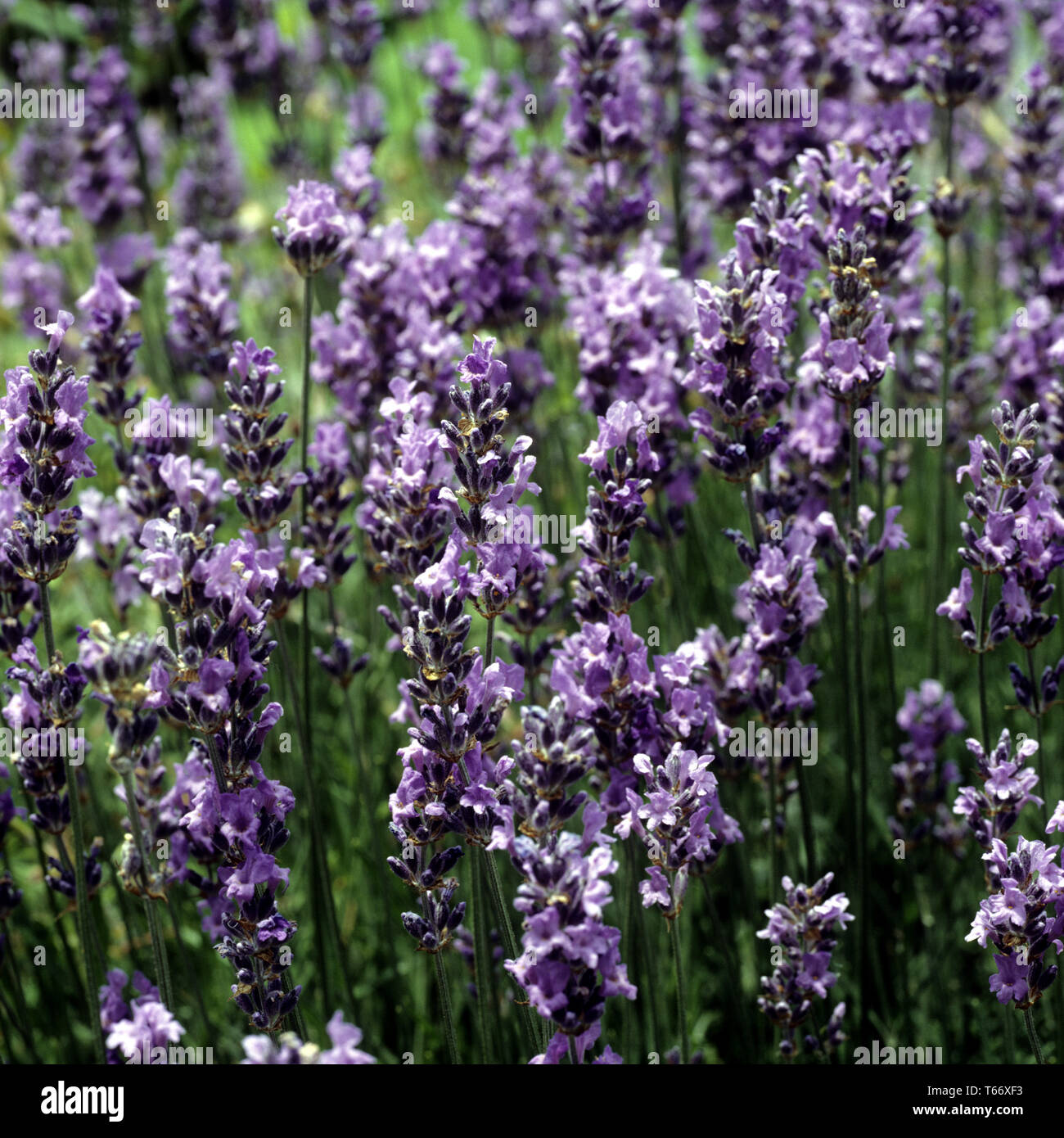 Lavender plant, Lavandula angustifolia Stock Photo - Alamy