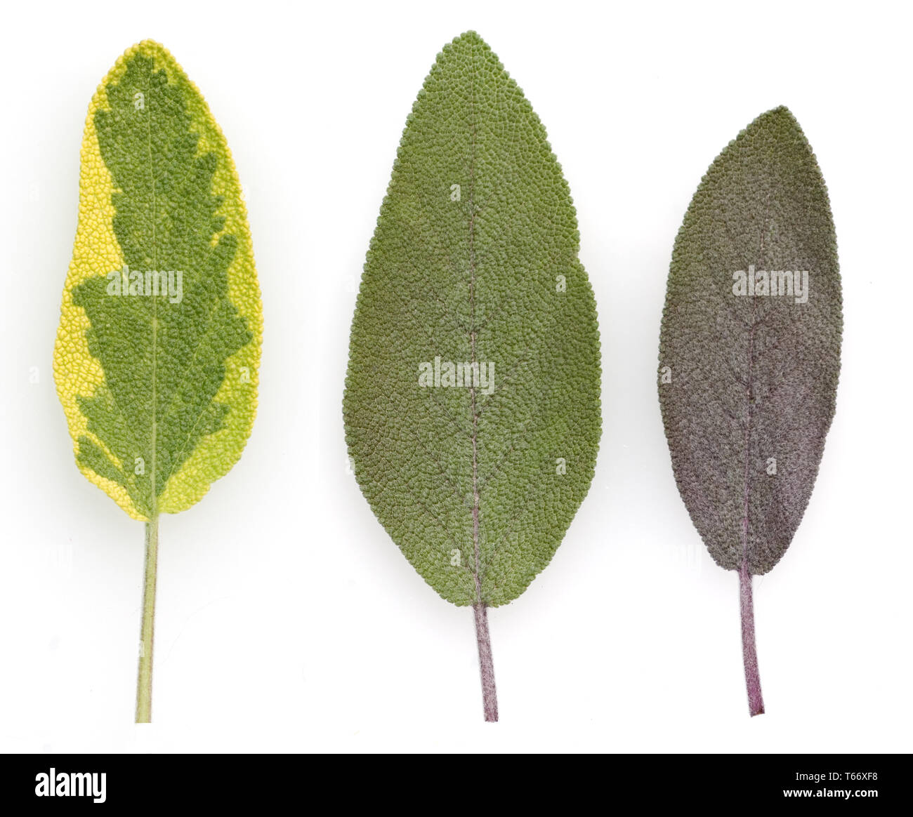 Common Sage, Salvia officinalis Stock Photo - Alamy