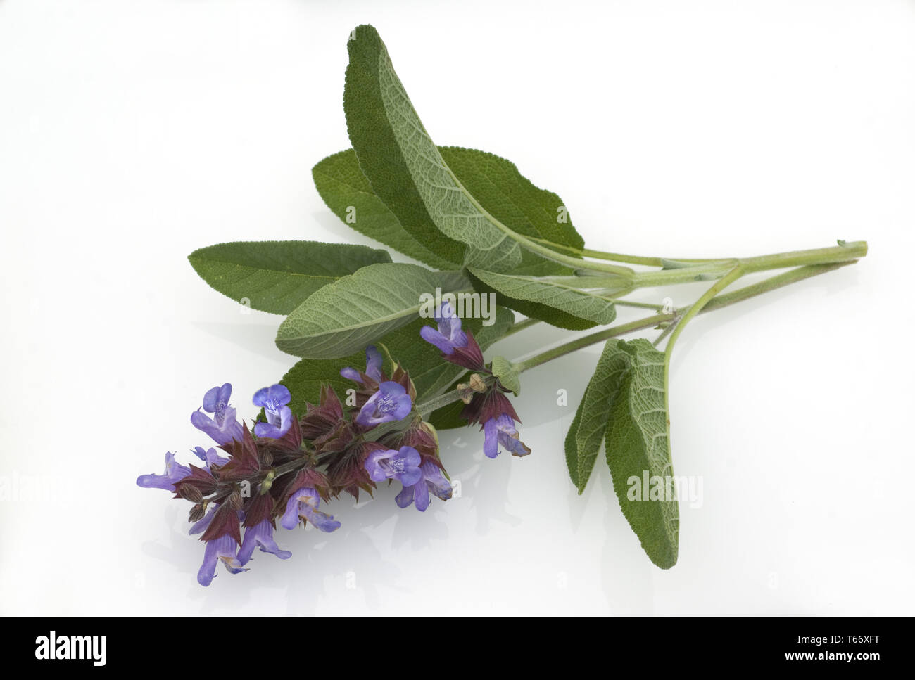Common Sage Sage Tea Cut Out Stock Images & Pictures - Alamy