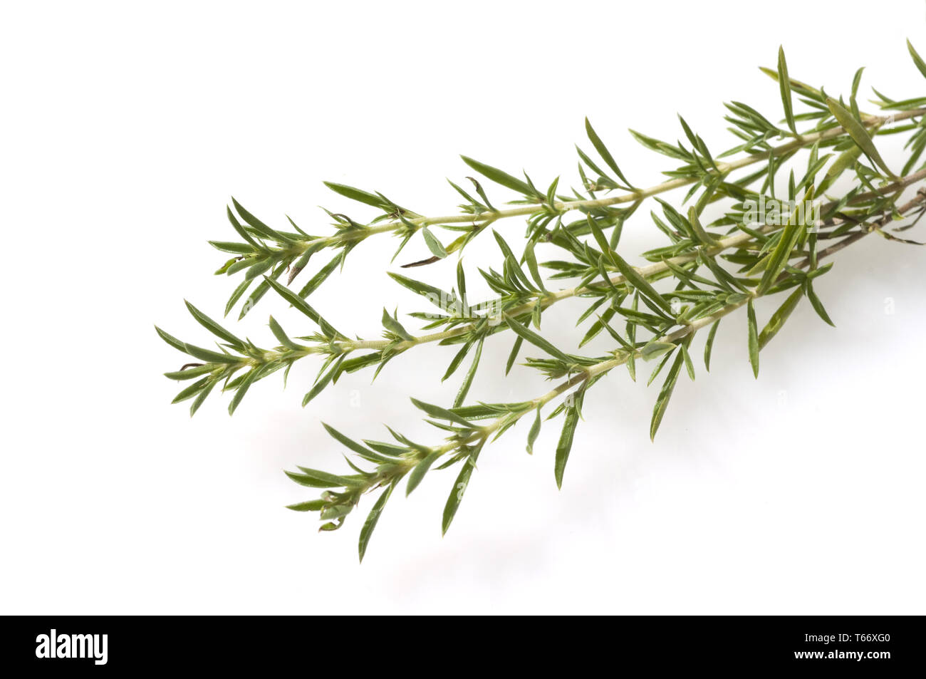 Satureja montana tea hi-res stock photography and images - Alamy