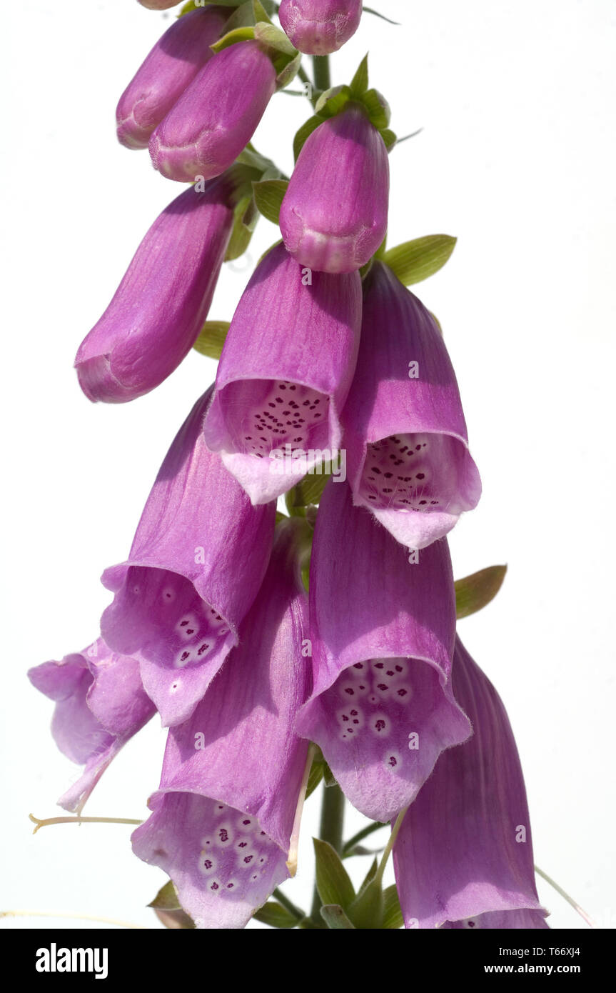 Red Foxgloves, Digitalis purpurea Stock Photo - Alamy