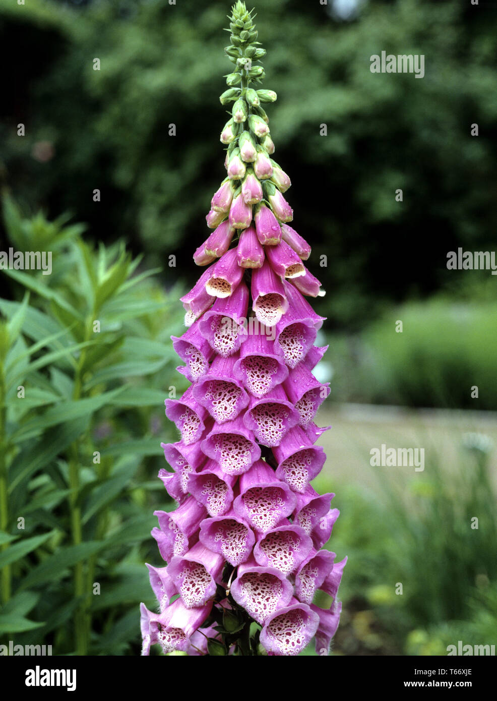 Red Foxgloves, Digitalis purpurea Stock Photo - Alamy