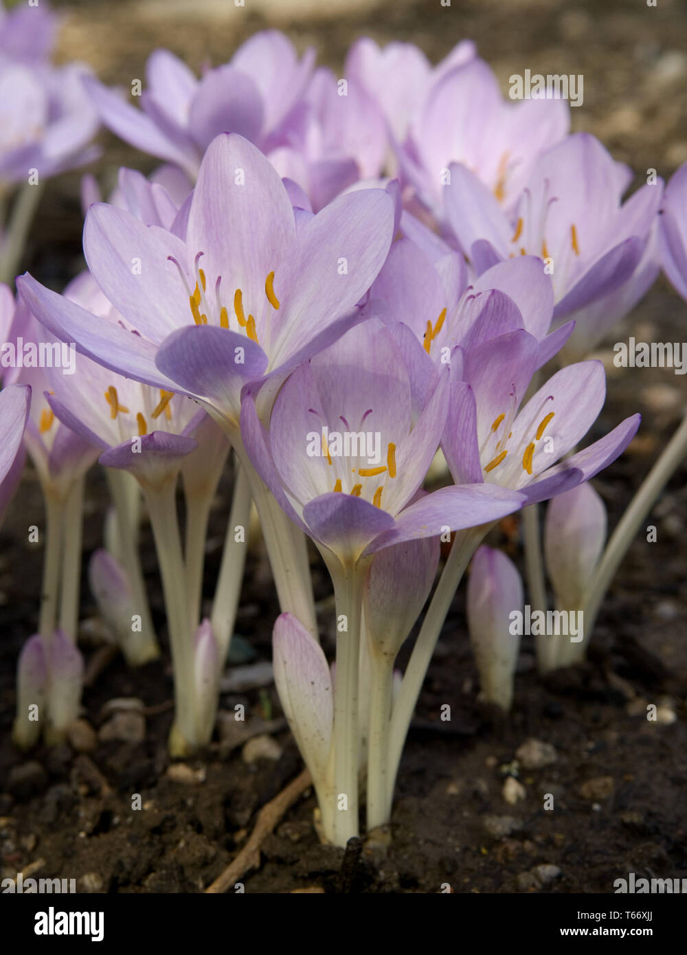 Autumn Crocus, Colchicum autumnale, Meadow Saffron Stock Photo - Alamy