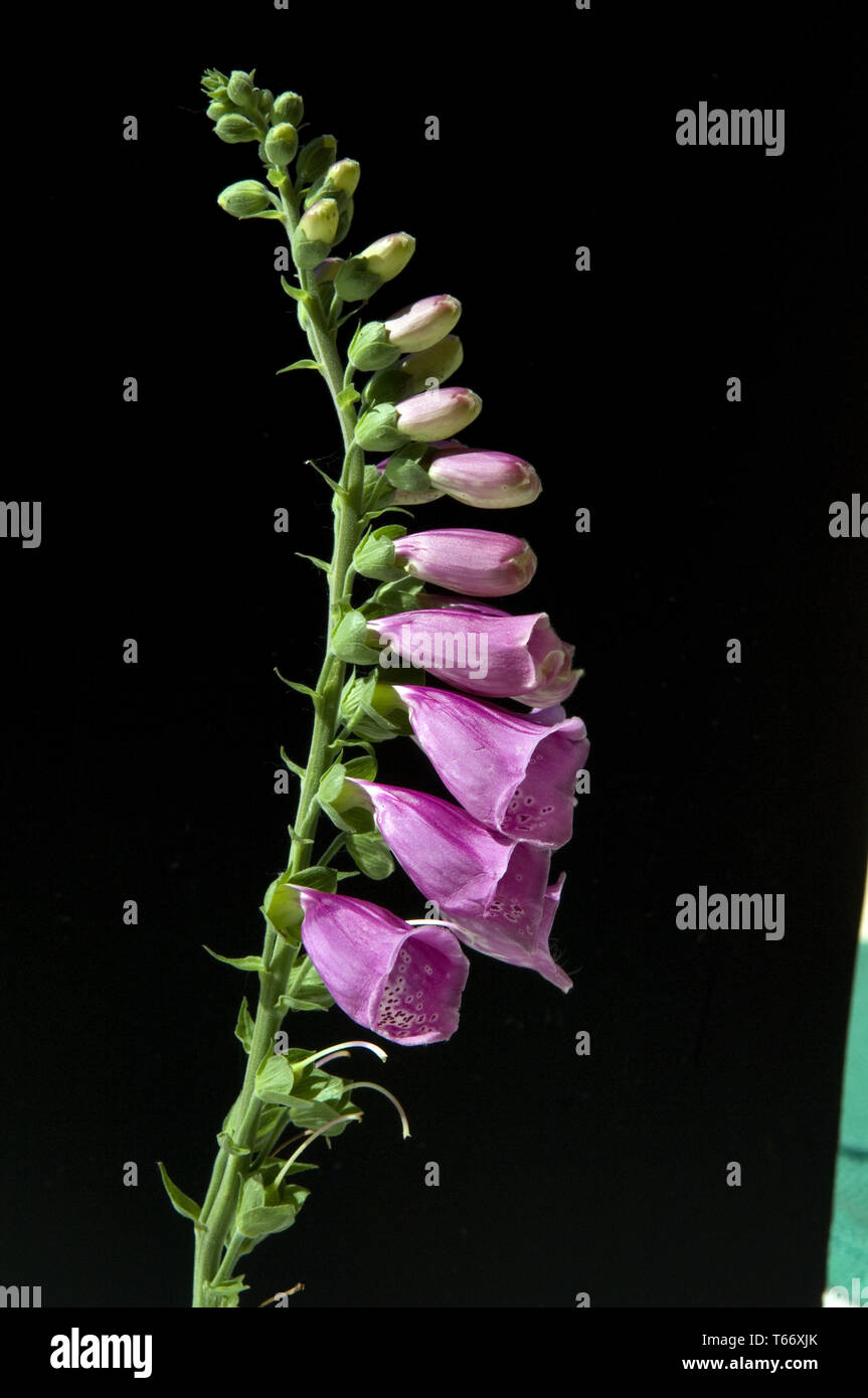 Red Foxgloves, Digitalis purpurea Stock Photo - Alamy