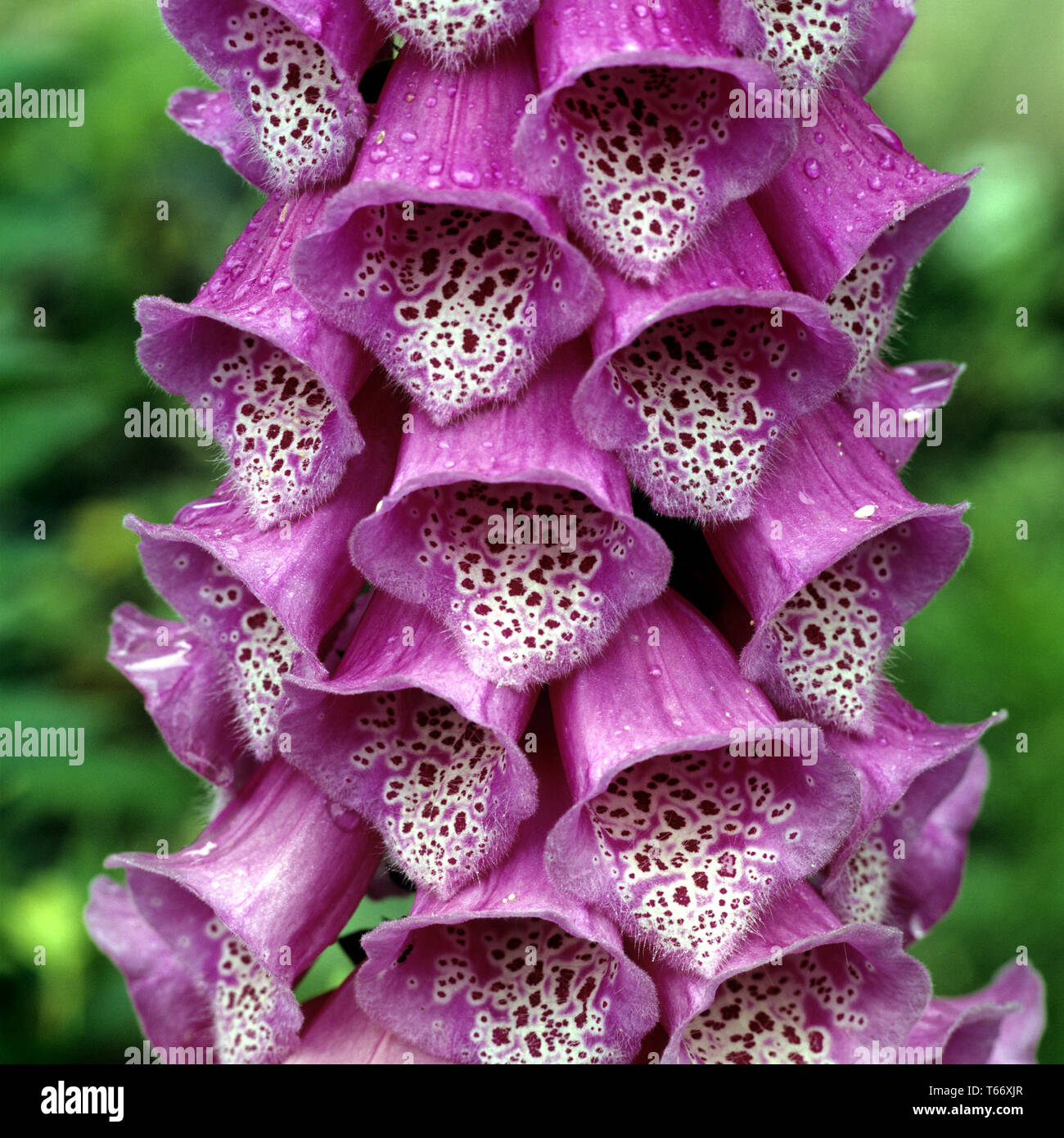 Native foxgloves hi-res stock photography and images - Alamy