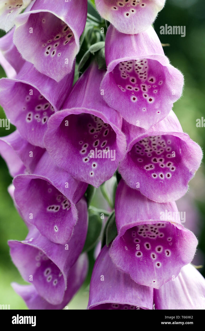 Red Foxgloves, Digitalis purpurea Stock Photo - Alamy
