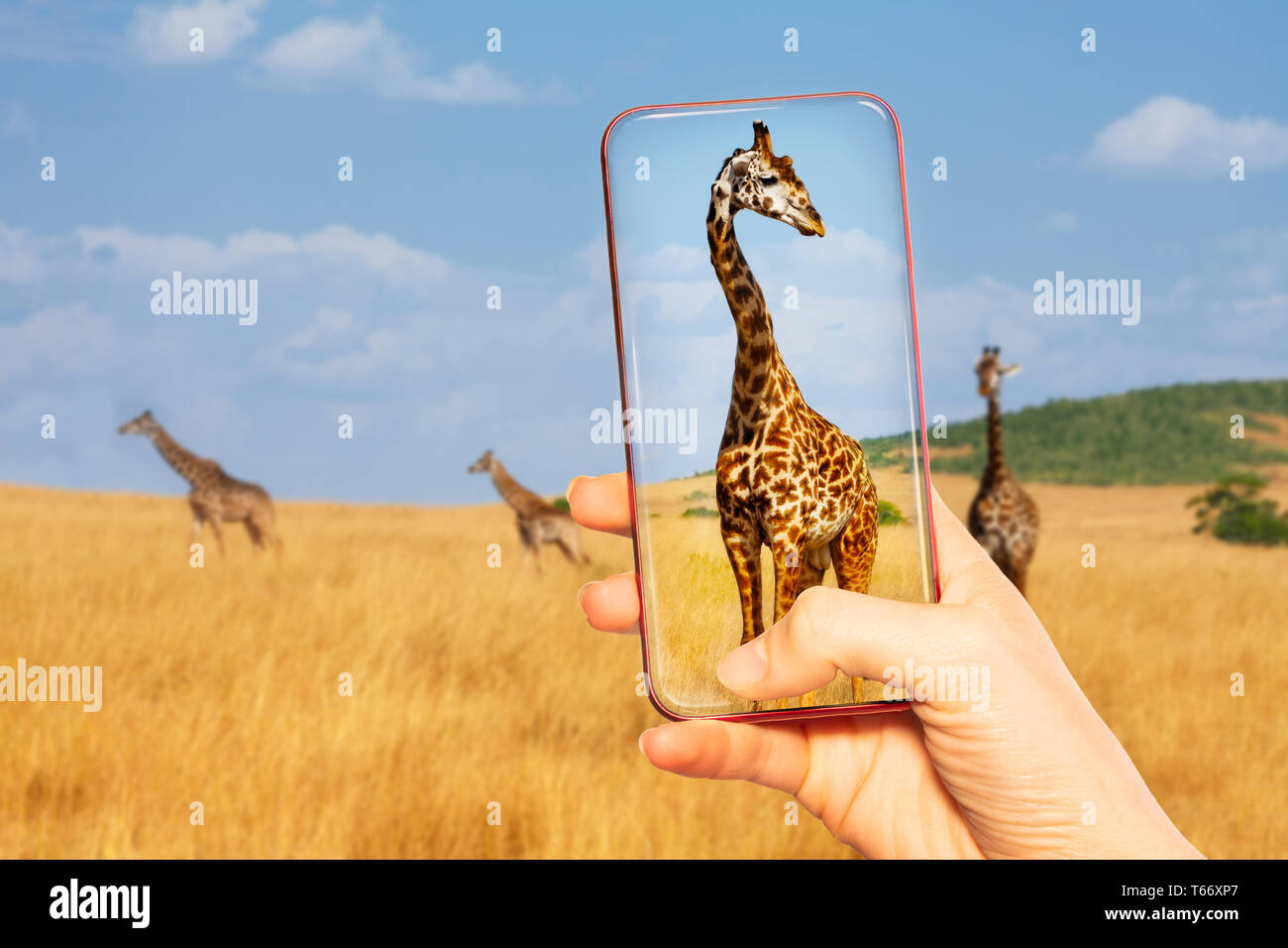 Hand hold smart phone Taking photo of giraffe herd in the Kenya Stock ...