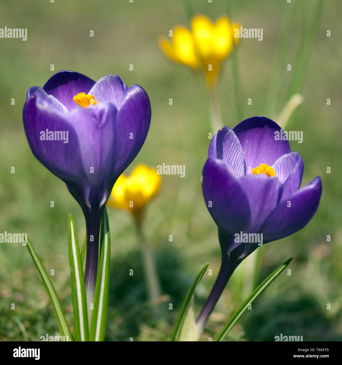 Crocusart hi-res stock photography and images - Alamy