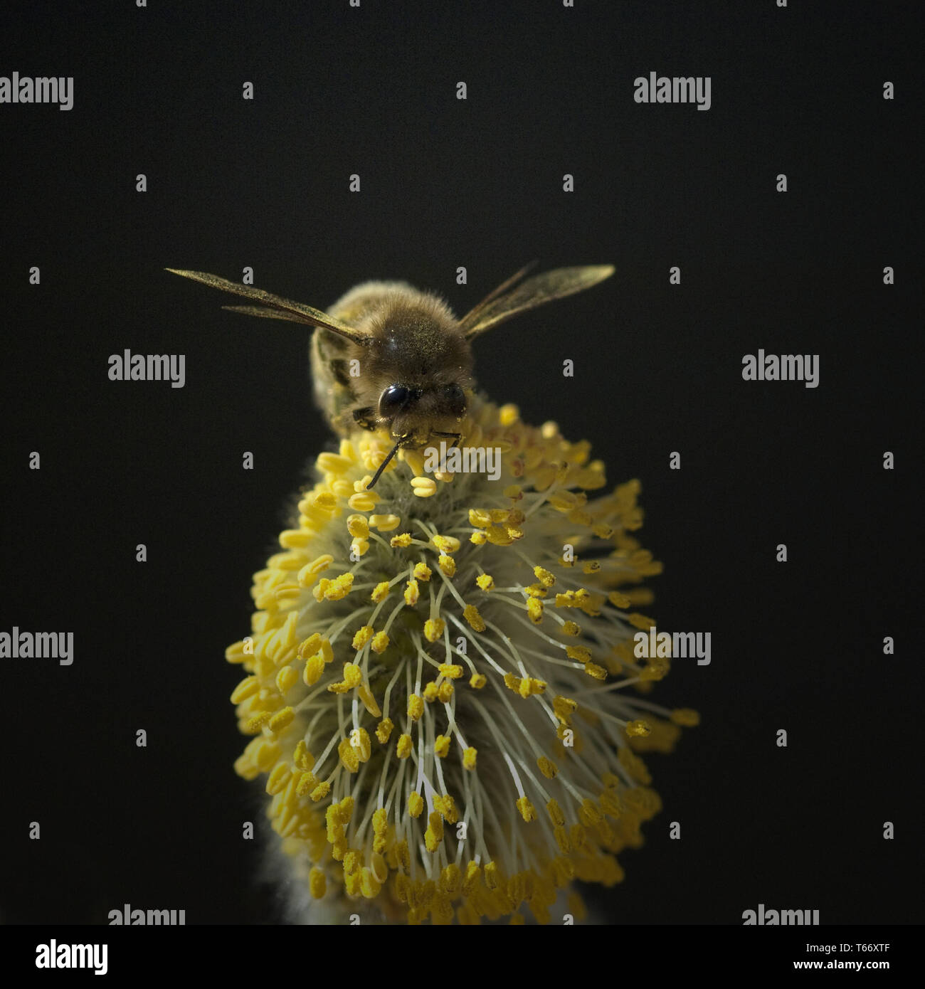 Bee still tree hi-res stock photography and images - Alamy