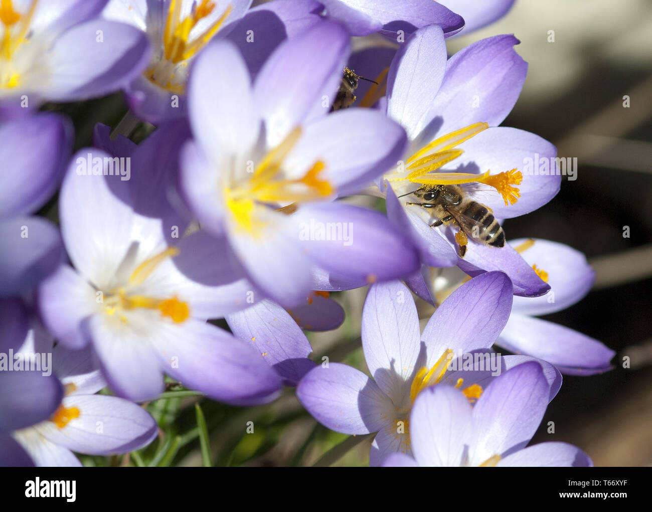 Early crocu hi-res stock photography and images - Alamy