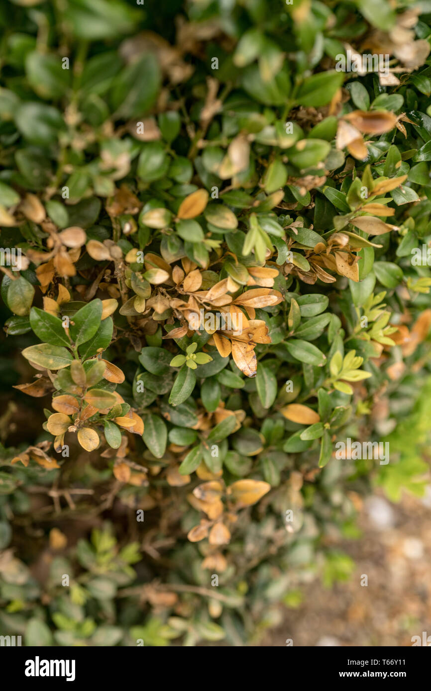 Box blight buxus hi-res stock photography and images - Alamy