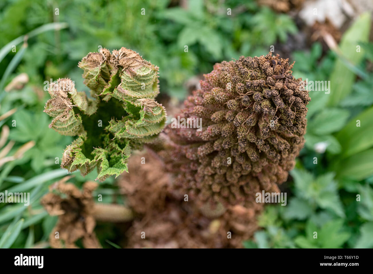 Gunnera flower head hi-res stock photography and images - Alamy