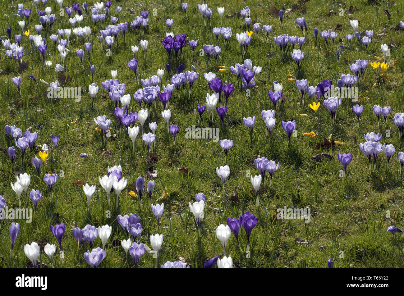 Crocus in early spring Stock Photo - Alamy