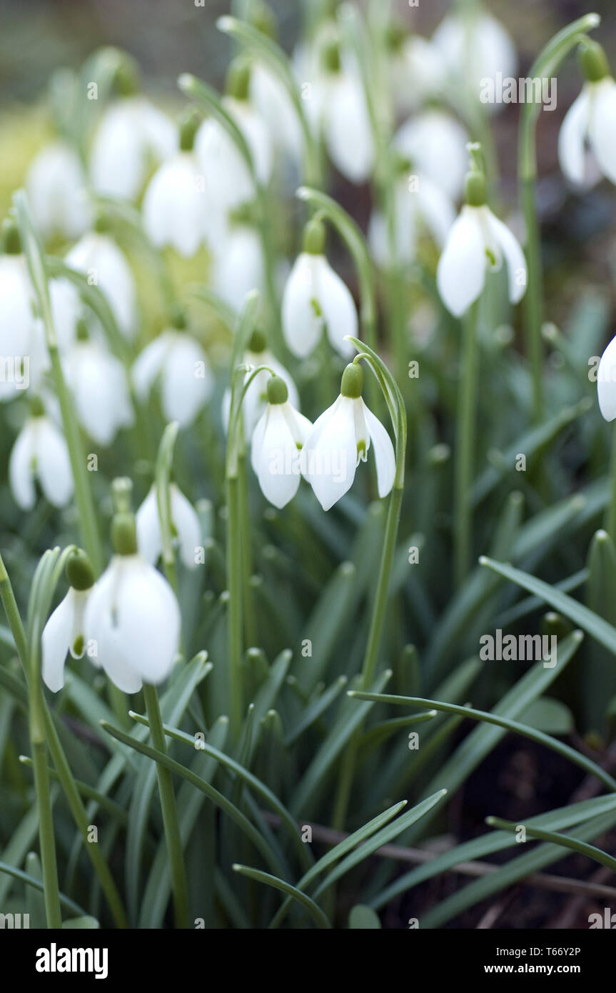snowdrop, Galanthus nivalis Stock Photo - Alamy