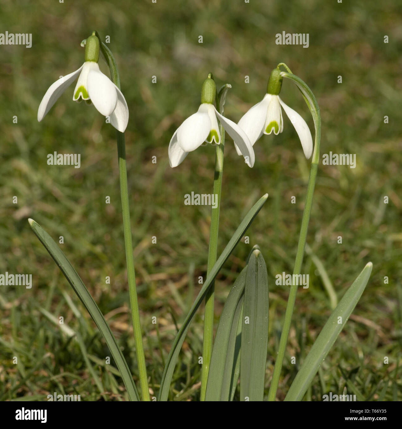 snowdrop, Galanthus nivalis Stock Photo - Alamy