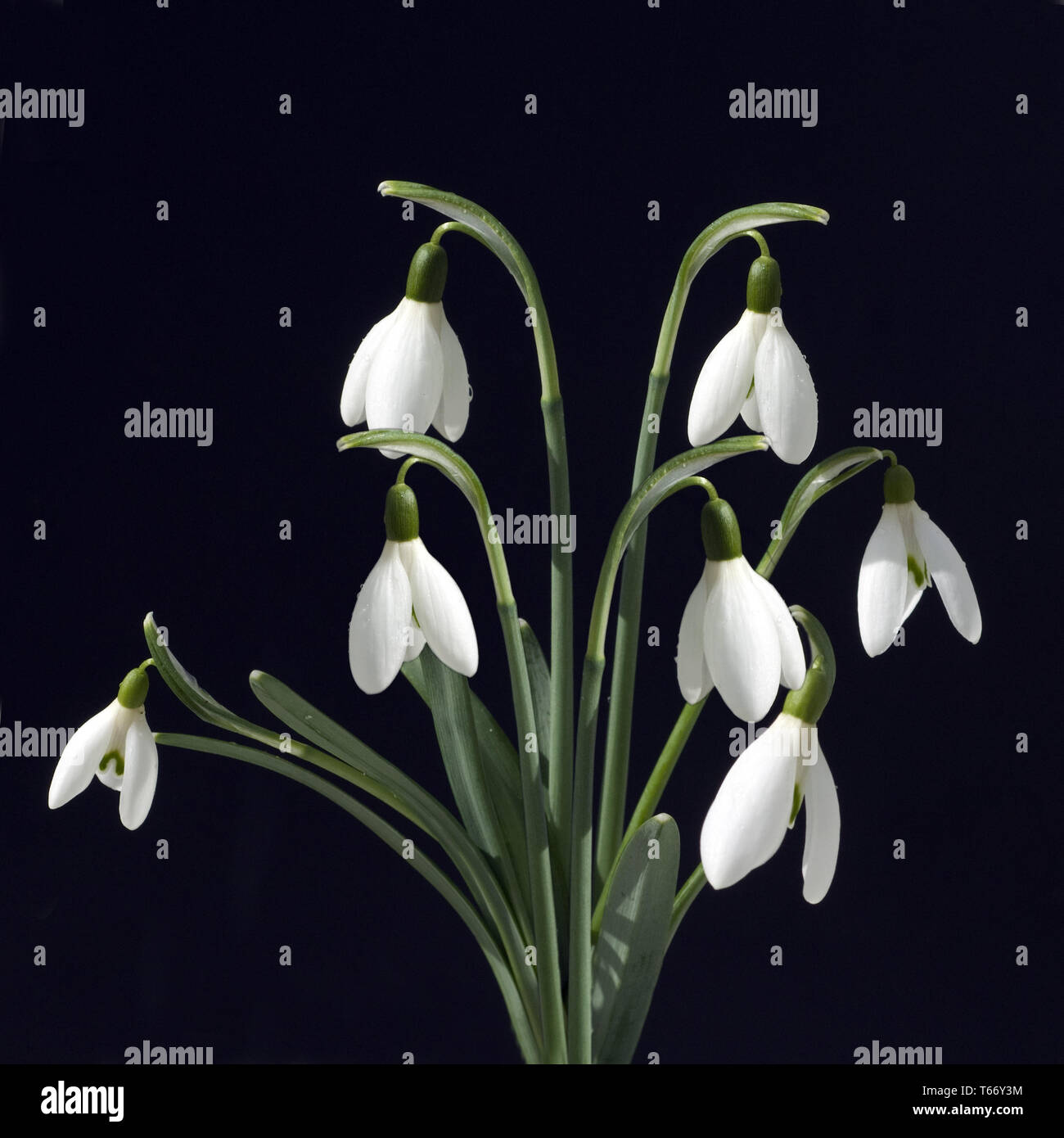 Native snowdrops hi-res stock photography and images - Alamy