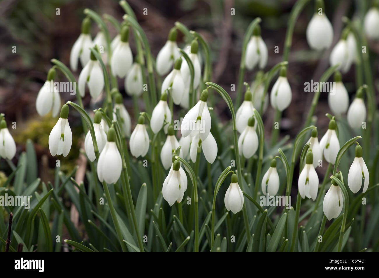 snowdrop, Galanthus nivalis Stock Photo - Alamy