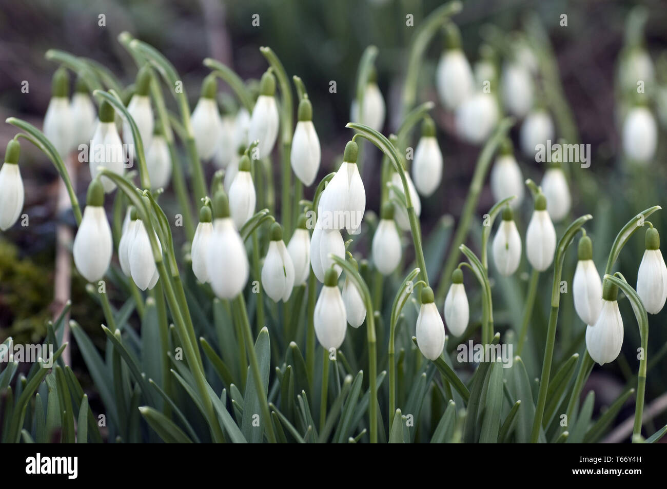 snowdrop, Galanthus nivalis Stock Photo - Alamy