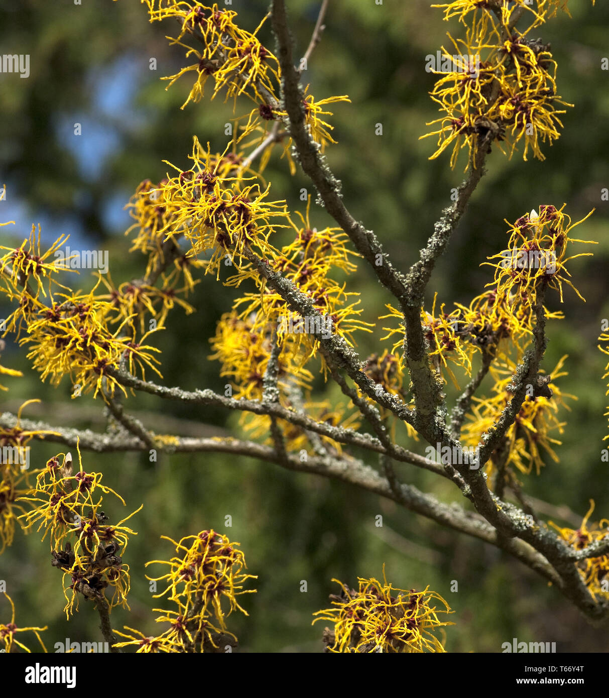 european witch hazel Stock Photo - Alamy