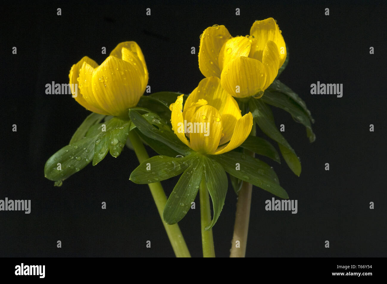 Aconite black white hi-res stock photography and images - Alamy