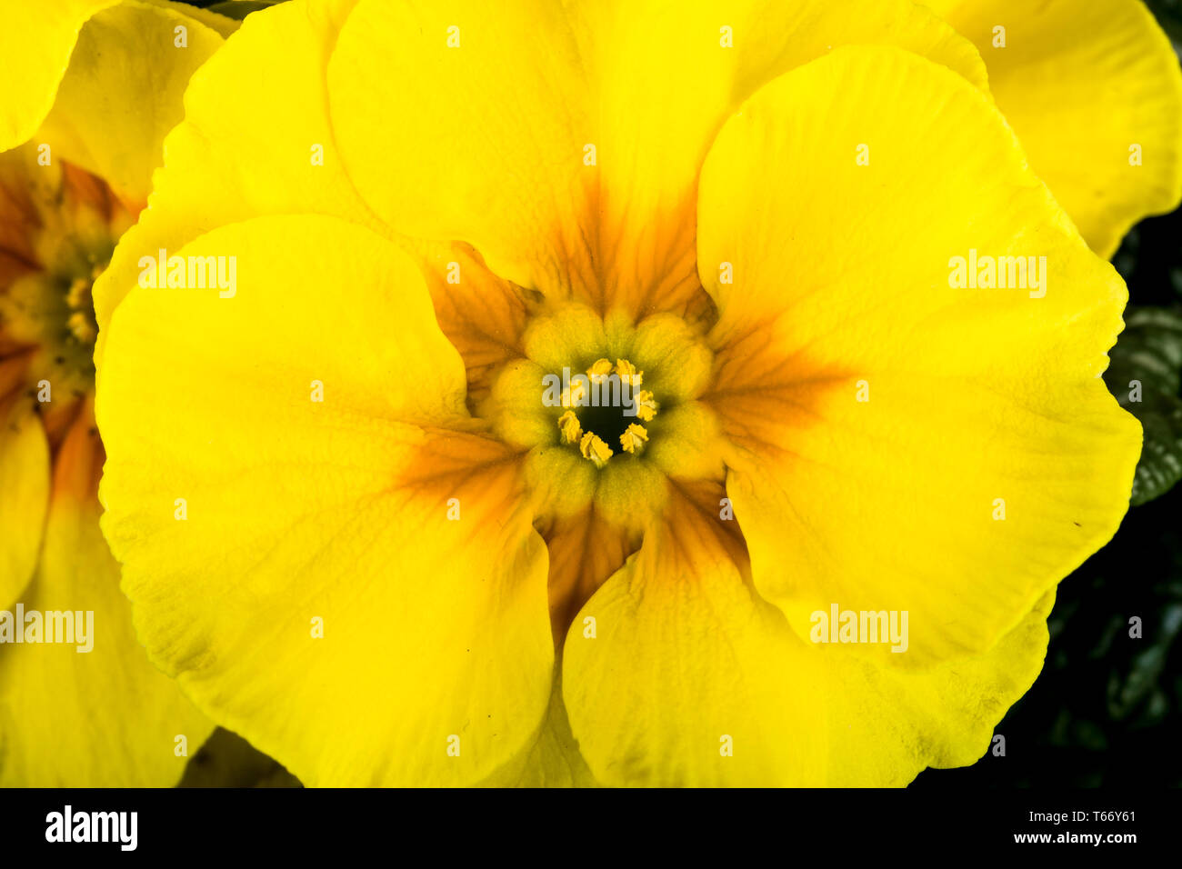 yellow flower primrose Stock Photo - Alamy