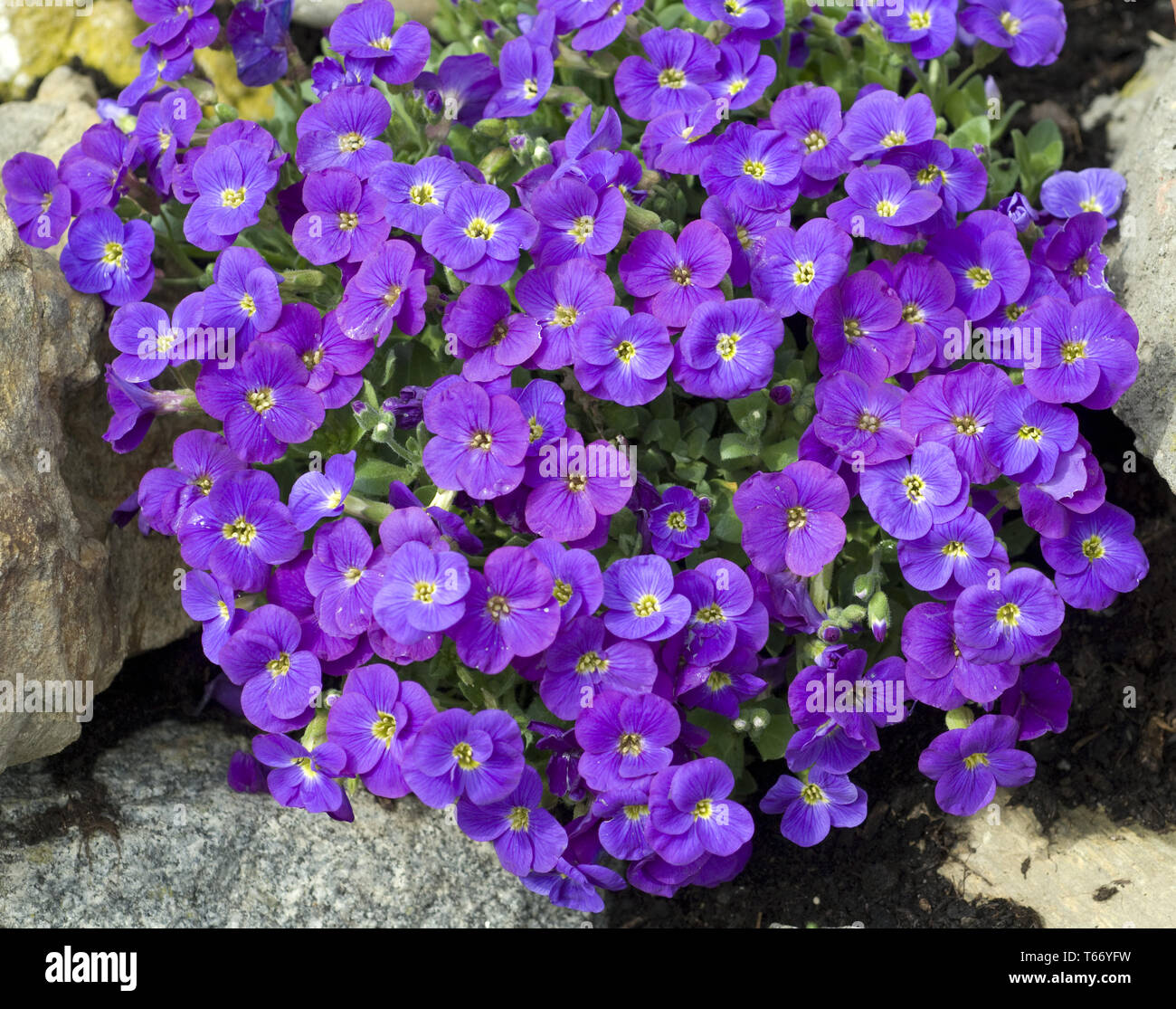 Purple rockcress hi-res stock photography and images - Alamy