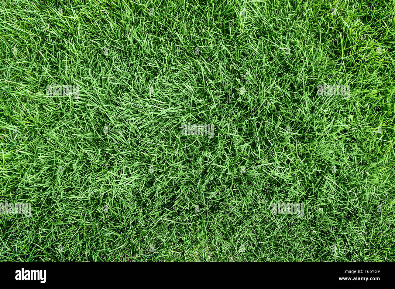 Nature green grass background top view Stock Photo - Alamy